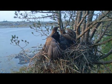 Smola Norway ~ELLE IS STILL THE BOSS! Flies In Strong & Chases Melle From Nest 8.28.19