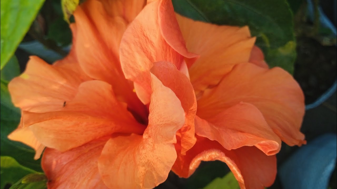 Different Colors of Hibiscus flowers | Beautiful Hibiscus 🌺 #shortvideo ...