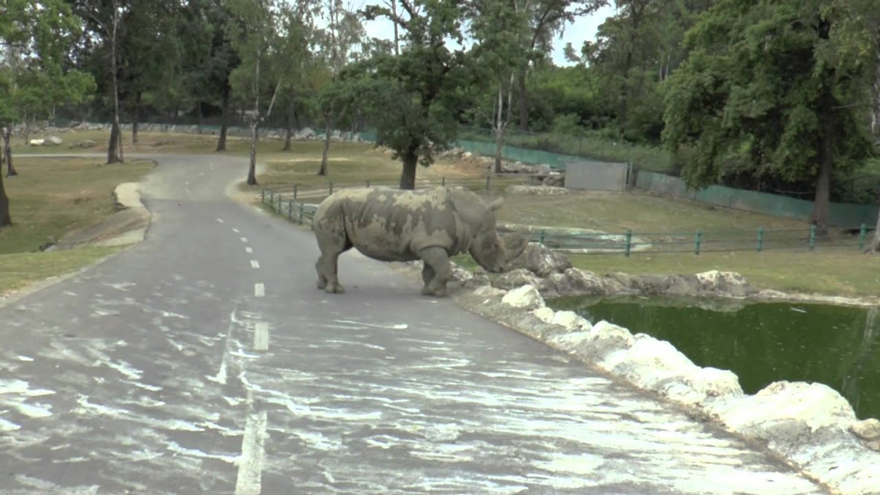 Safari Park Pombia - YouTube