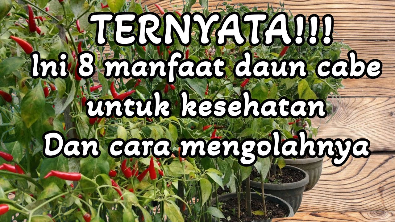 ternyata!!! Ini 8 manfaat daun cabe untuk kesehatan - YouTube