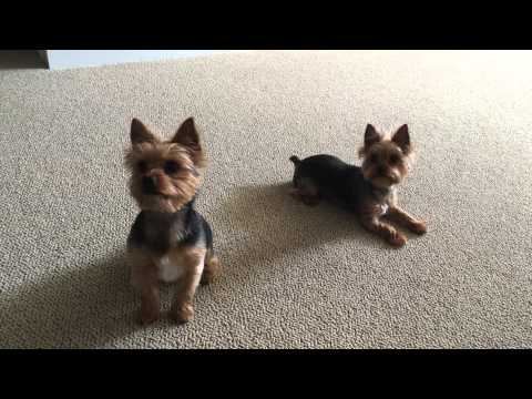 Chasing the baby tennis ball (11 months)