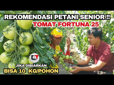 REKOMENDASI PETANI SENIOR ‼️ TOMAT FORTUNA 25 JIKA DIBIARKAN BISA 10 KG ...
