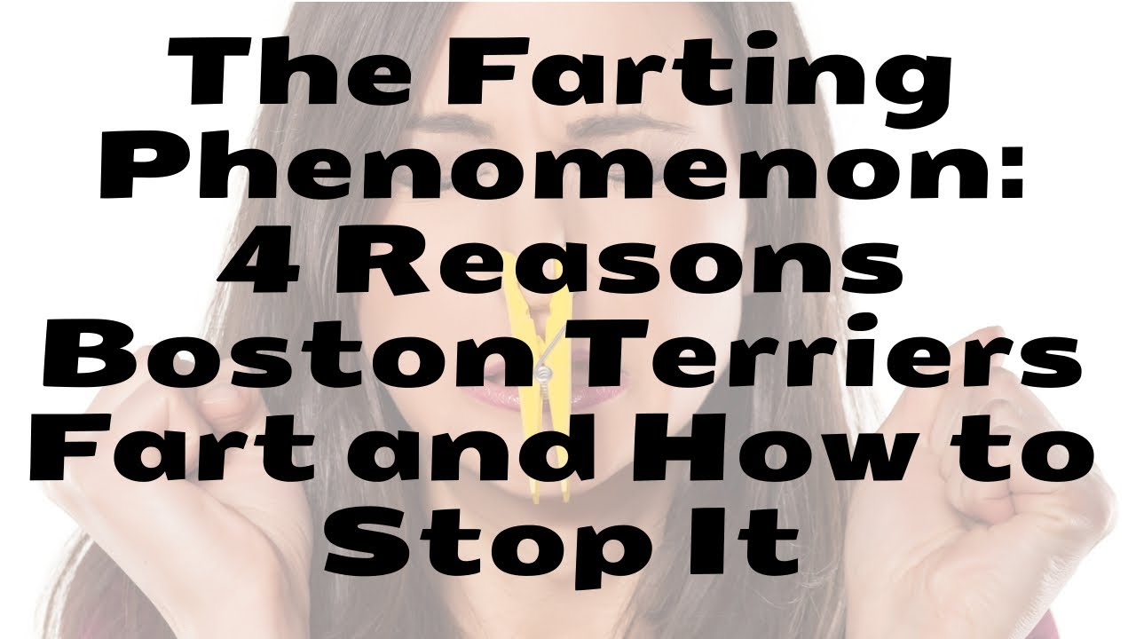 The Farting Phenomenon: 4 Reasons Boston Terriers Fart and How to Stop ...
