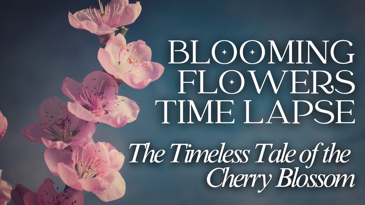 The Timeless Tale of the Cherry Blossom - Blooming Flowers Timelapse ...