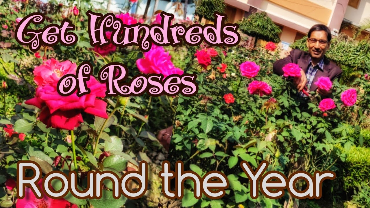 How to get hundreds of Roses Year Around // Rose growing tips - YouTube