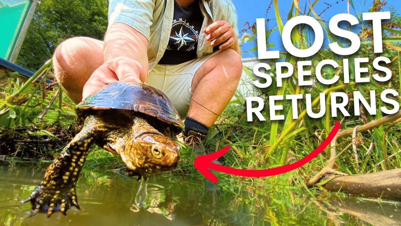 Turtle Pond Uk