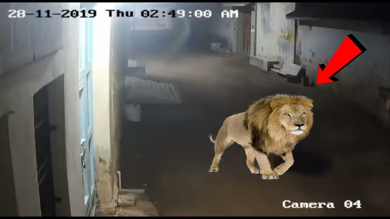 Lion Awesome Entry | Lion Chasing Cows and Dogs - YouTube