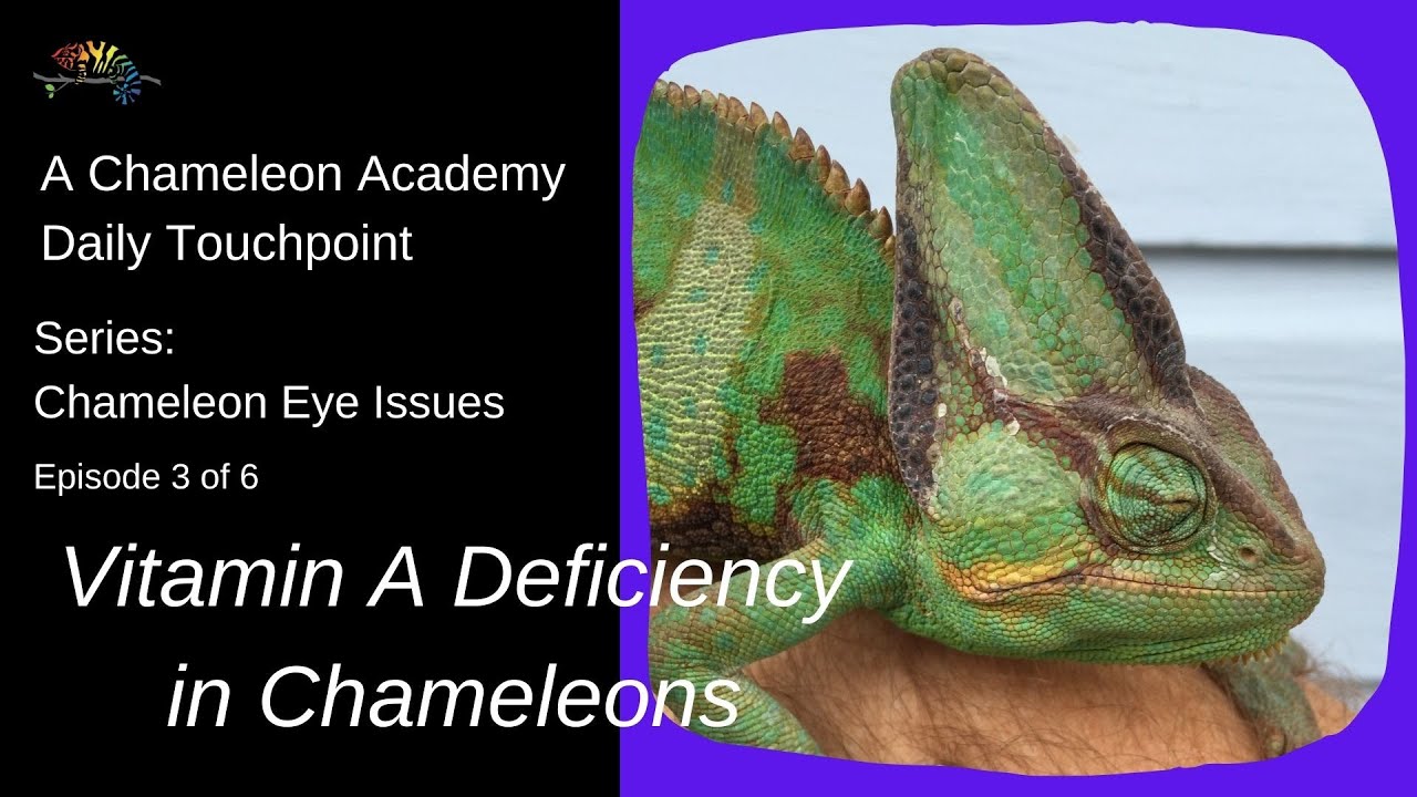 Vitamin A Deficiency in Chameleons - YouTube
