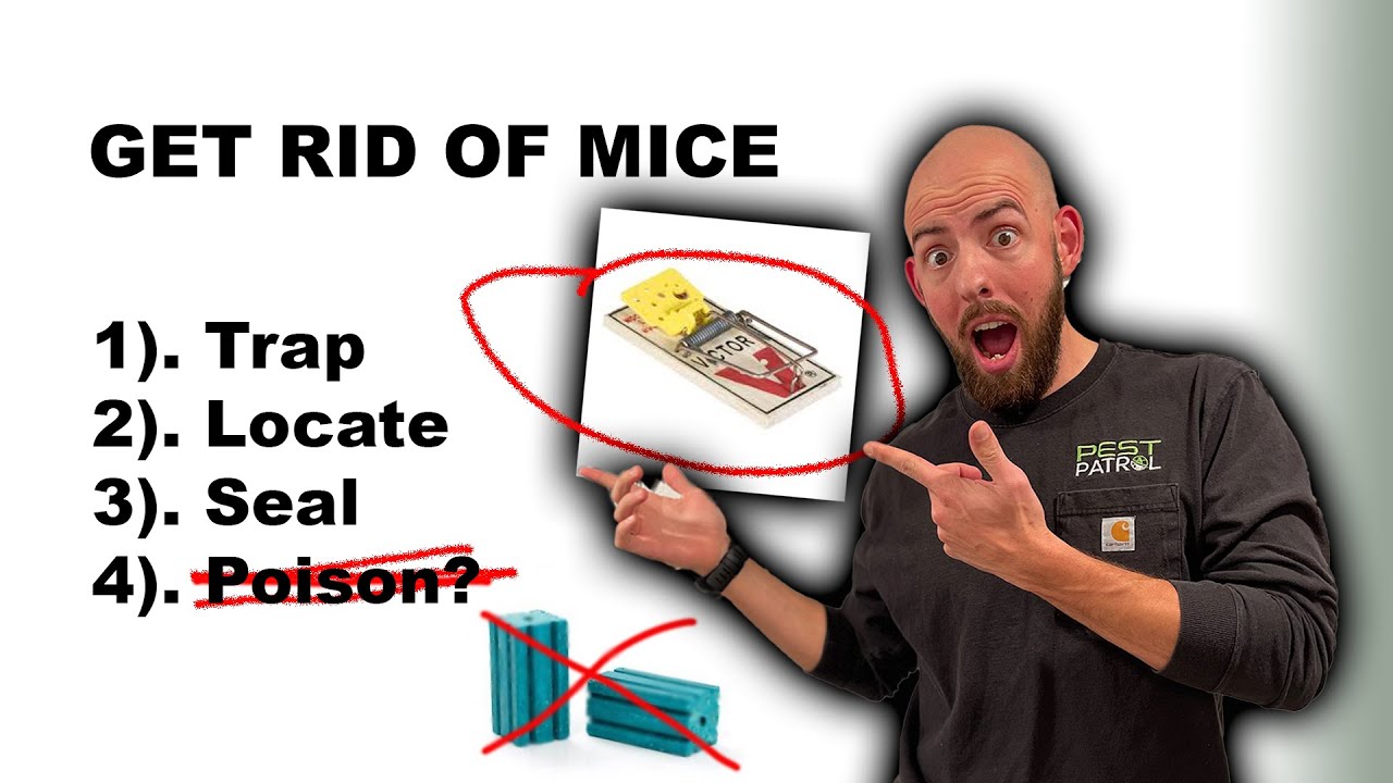 How To Get Rid Of Mice - FAST - YouTube