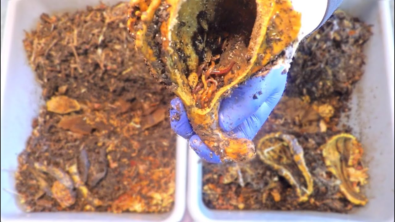 Gourds in "buddy" red wiggler worm bins helped with the breakdown ...