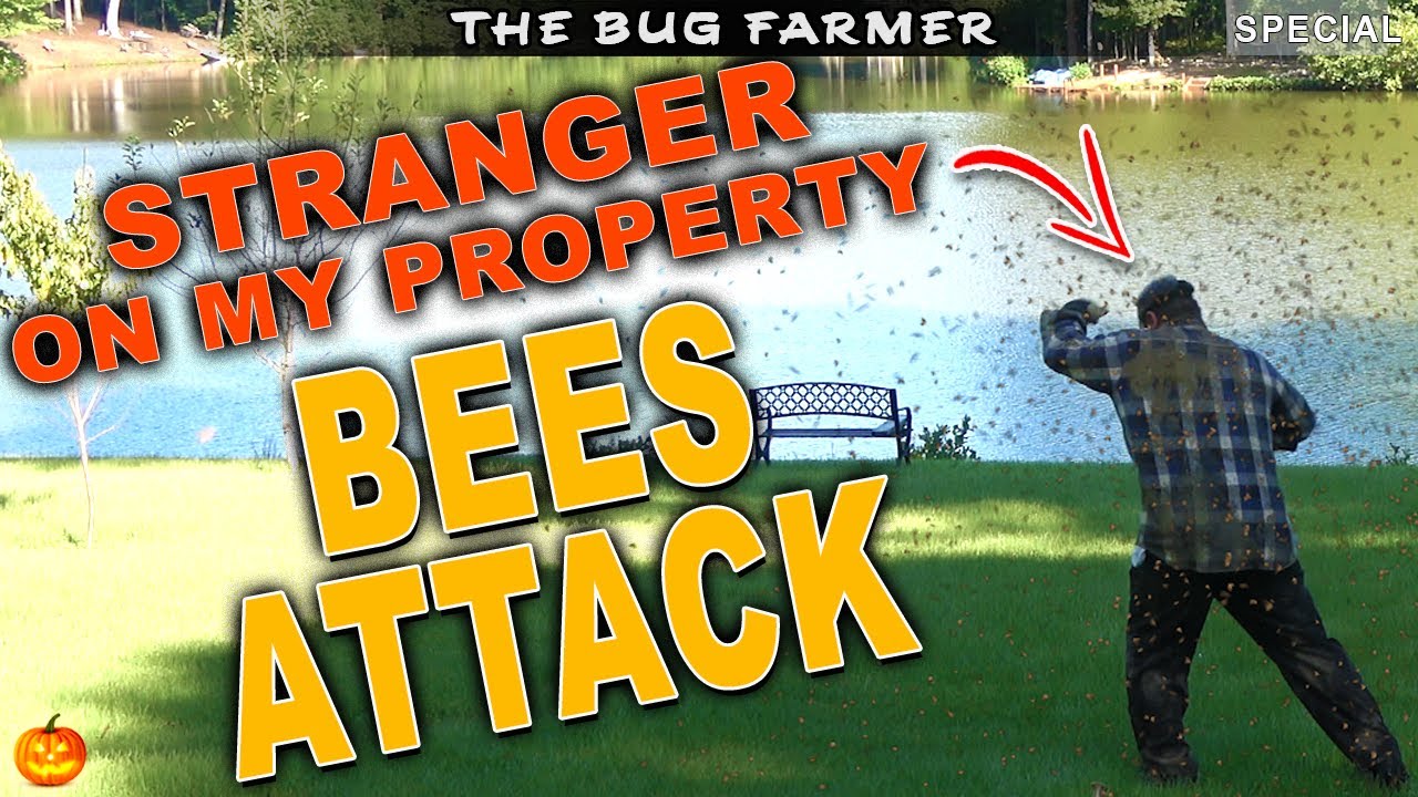Bees Attack | Stranger on my property #beekeeping #bees #halloween # ...