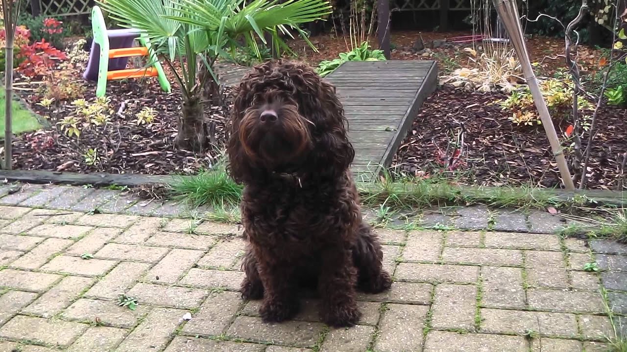 biscuit cockapoo barking on command - YouTube