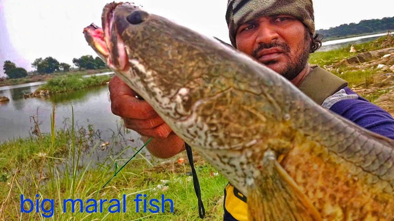 Amazing Catching Big Maral Fish Live Attack& Volgo Patan Fish Hunting ...