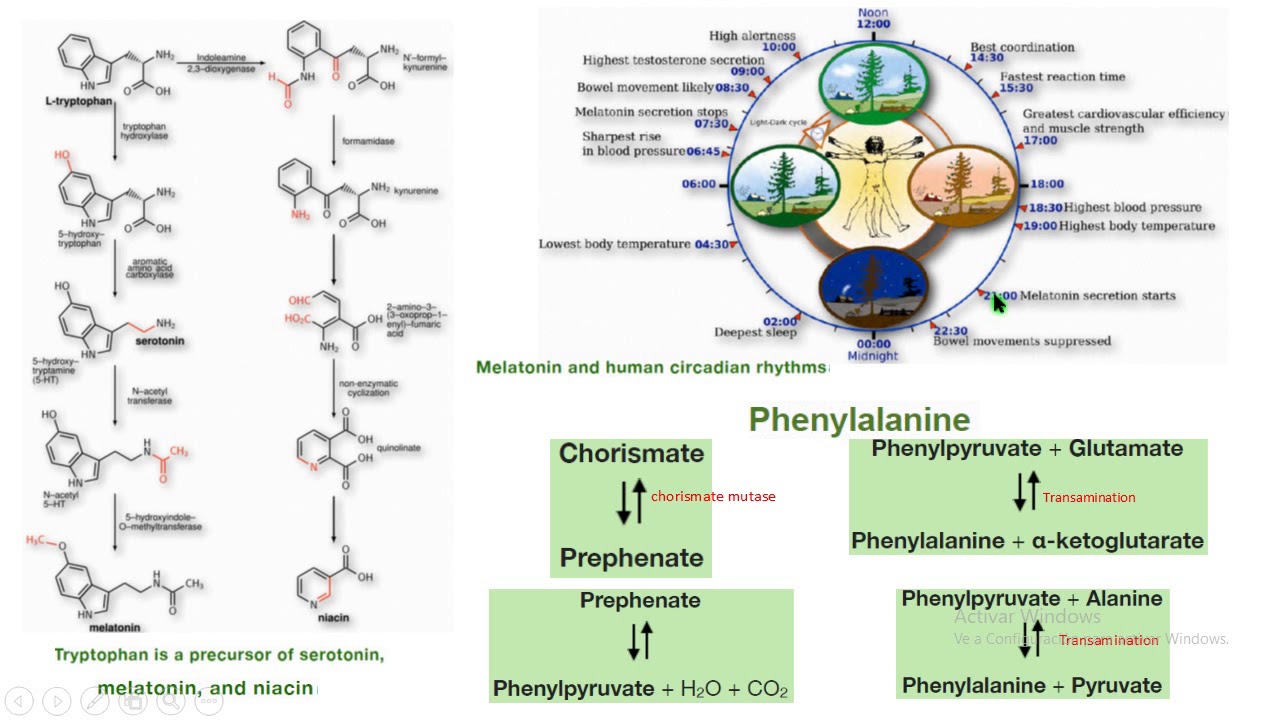 triptófano niacina serotonina melatonina fenilalanina biochemistry ...