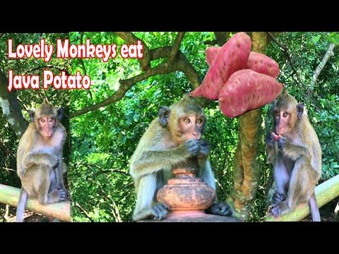 Lovely little monkeys eat Java potato | Life Monkeys | Kun Wildlife TV ...
