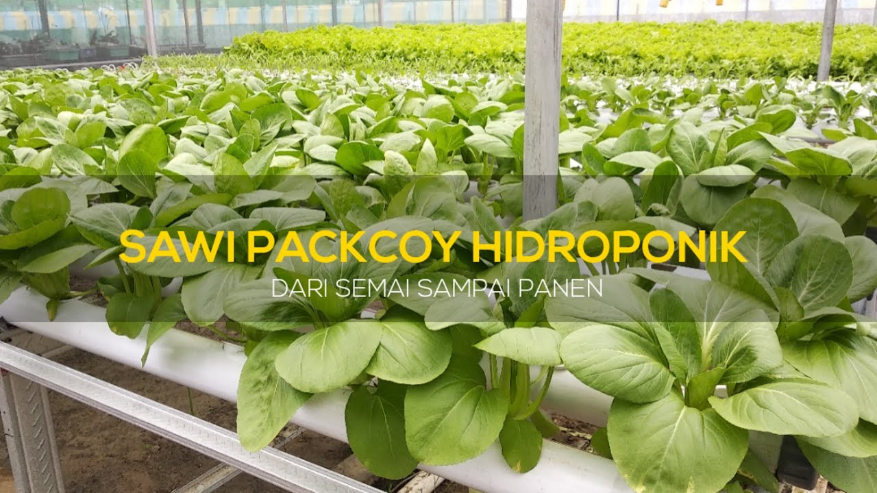Cara Menanam Sawi Packcoy Hidroponik Dari Semai Hingga Panen - YouTube