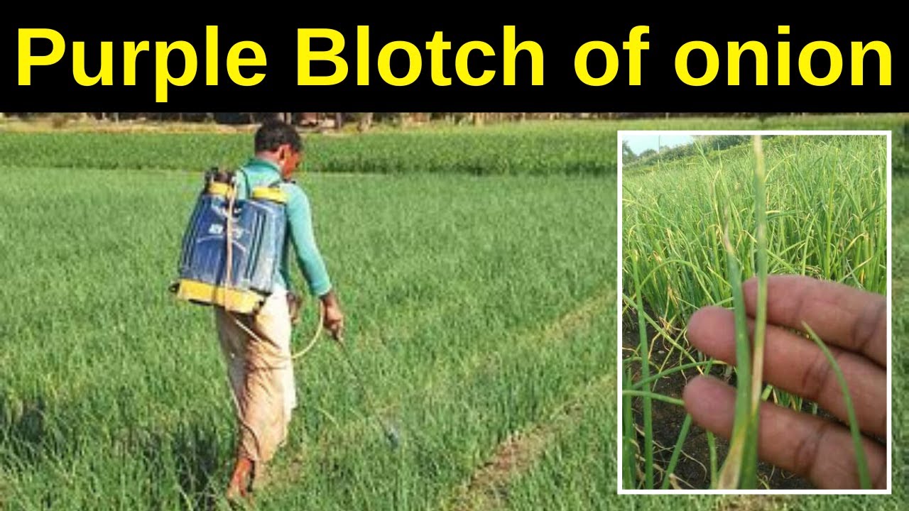 Major disease in onion (Purple Blotch) | purple blotch of onion ...
