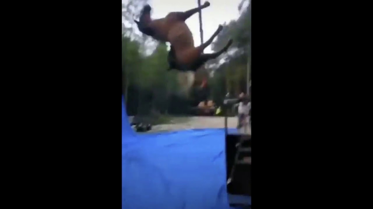 spinny winny horsee - YouTube