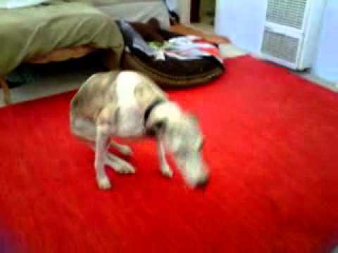 Emo the Wonder Dog! 1 of 3