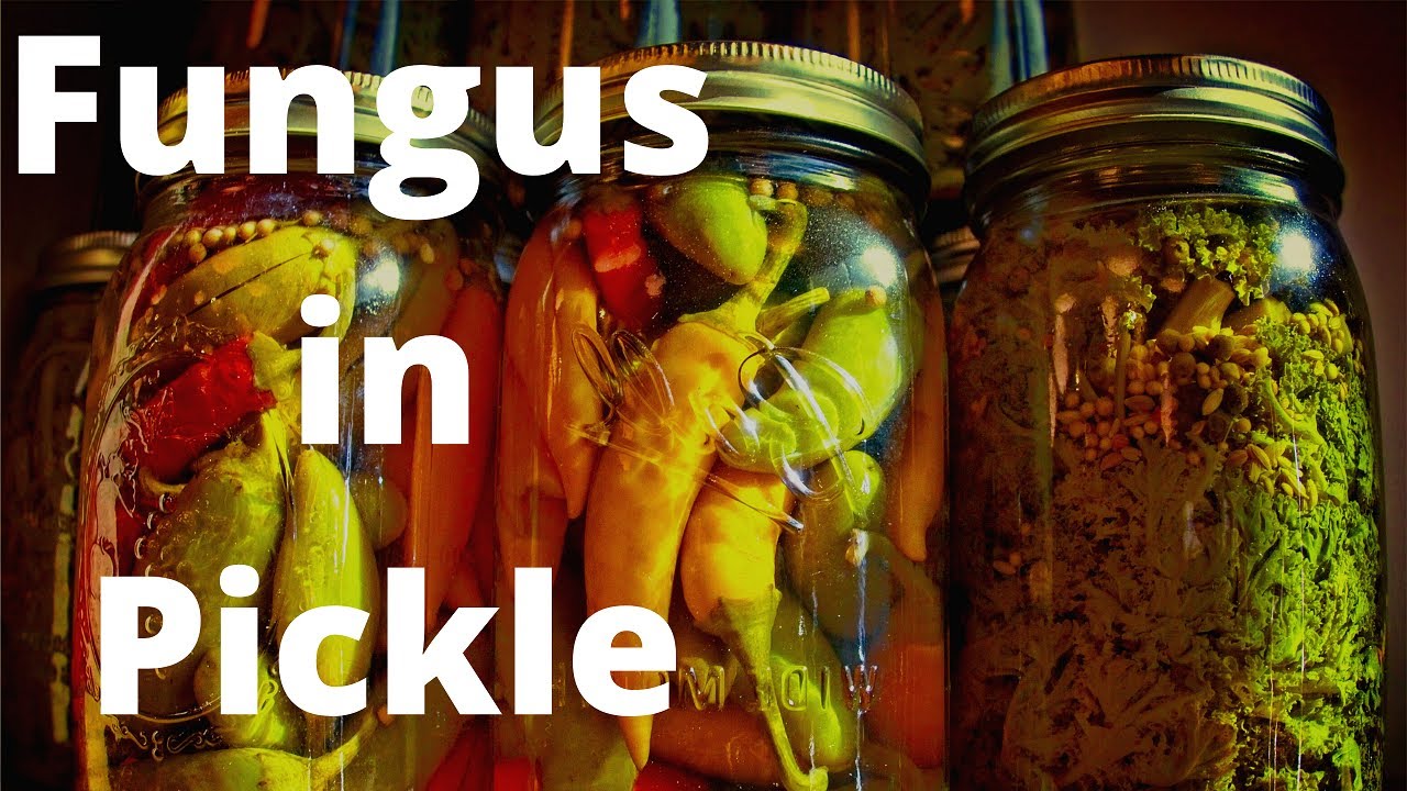 Have You Seen Fungus in Pickle? Here is How it Looks Like Under ...