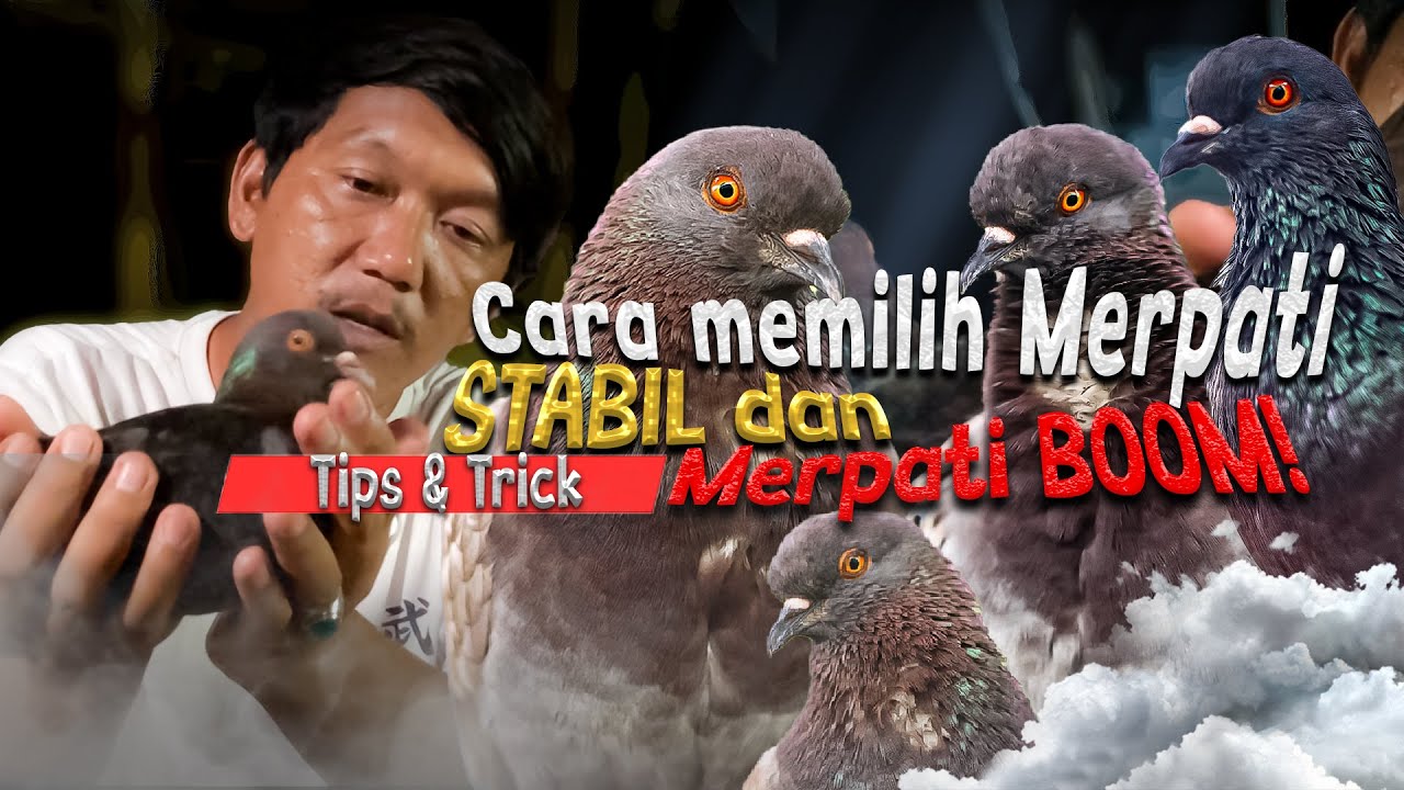 CARA MEMILIH MERPATI STABIL DAN MERPATI LOS DOORRR!!! TIPS & TRICK ...