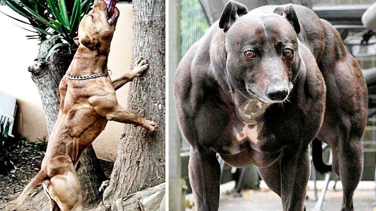 5 Strongest Dogs Ever 5-strongest-dogs-ever