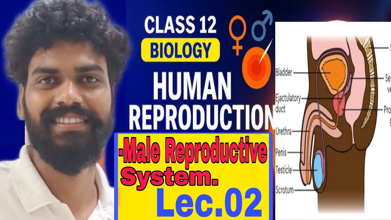 Male Reproductive system.Human Reproduction.12th/NEET/CUET.NCERT/CBSE ...