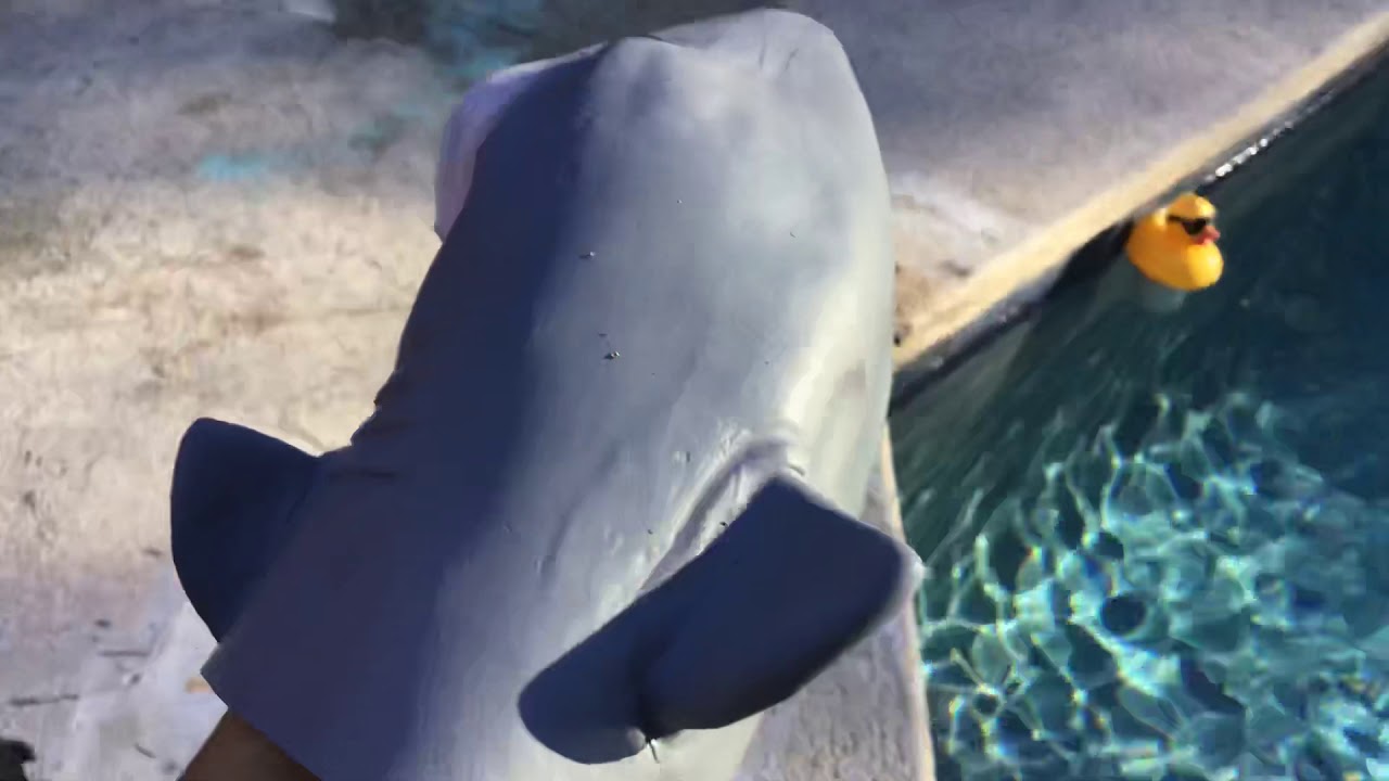 Shark puppet swims part 1 - YouTube