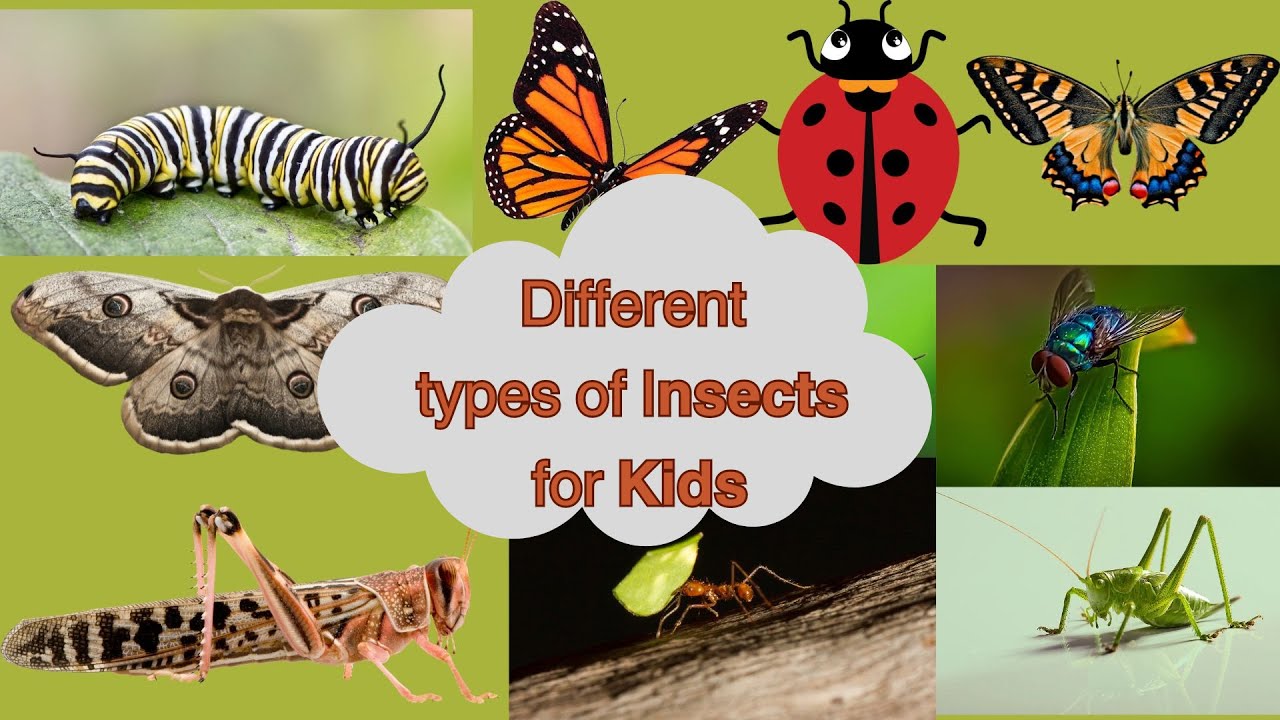 Insects for kids | Exploring different types of insects | Insects and ...