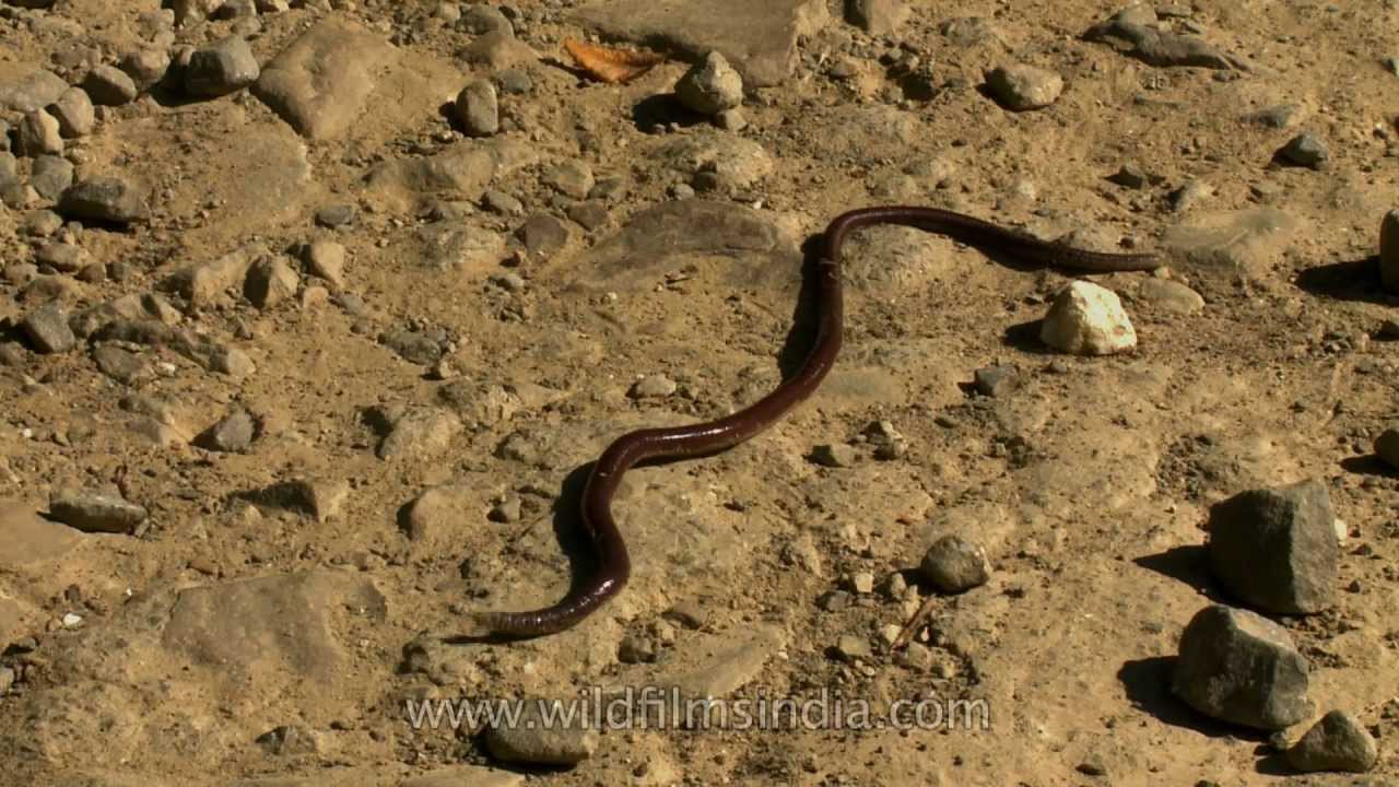Earth-worm along Nagaland's Doyang River - YouTube