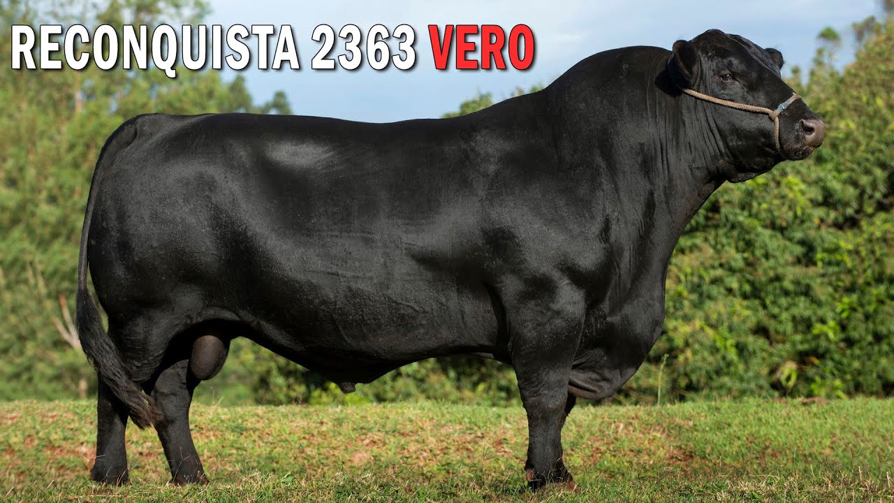 RECONQUISTA 2363 VERO - TOURO ABERDEEN ANGUS - YouTube