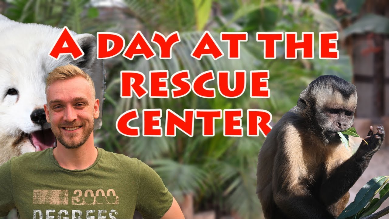 Rescue zoo - A Day in the life - YouTube