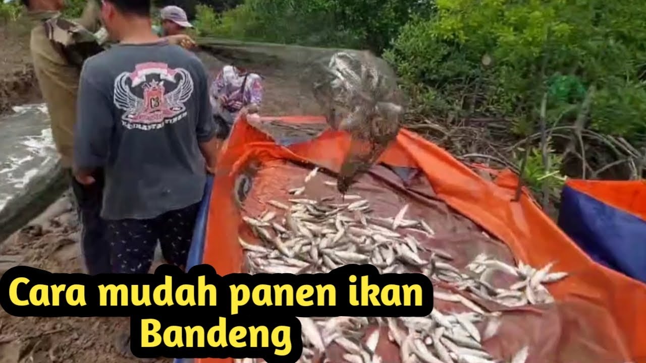 Cara mudah dan tepat panen ikan Bandeng - YouTube