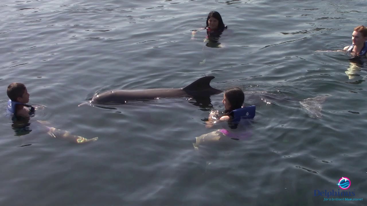 DELPHINUS XCARET 2020 - YouTube