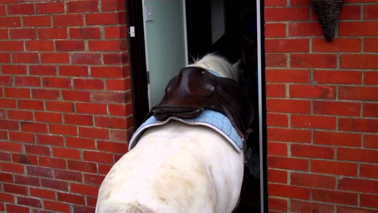 Pony in the house?! - YouTube