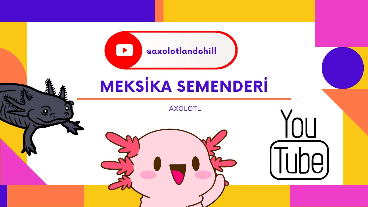 Meksika Semenderi-Axolotl #keşfet #like #YouTube #axolotl #aquarius # ...