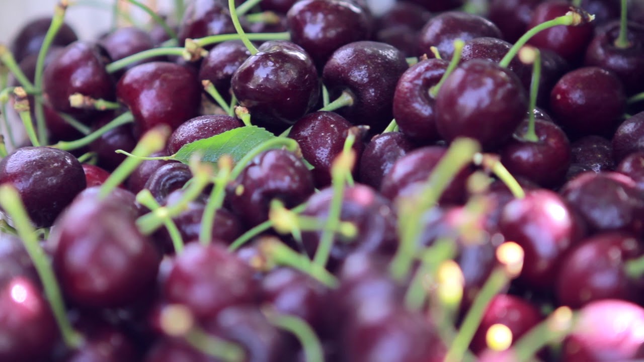 Orchard Fruit Co. - Proceso de producción de las cerezas - YouTube