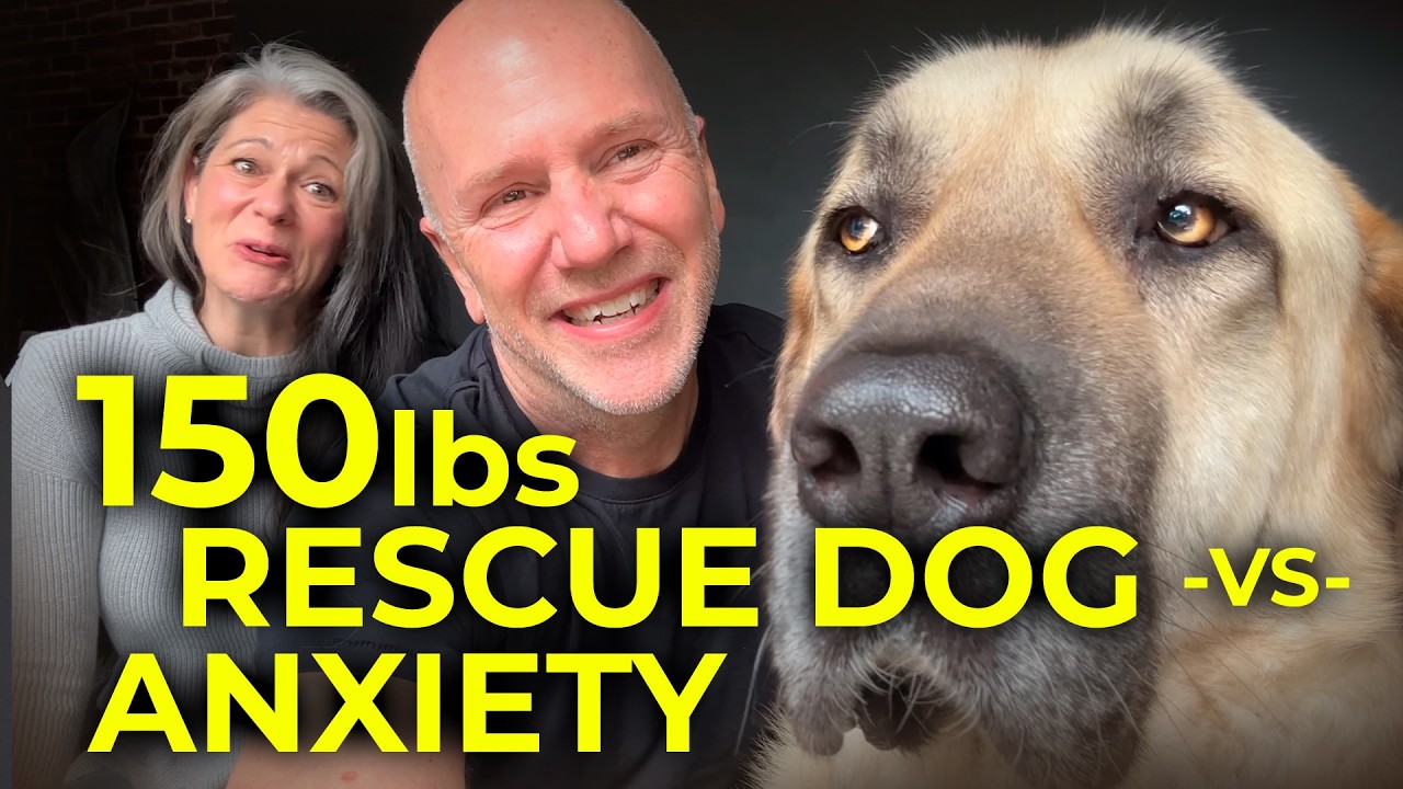 Anxious Dog? Dealing With Our Fearful Rescue Dog's Anxiety - YouTube