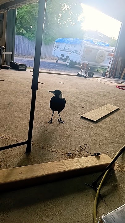 tell me you live in Australia without telling me you live in Australia ...