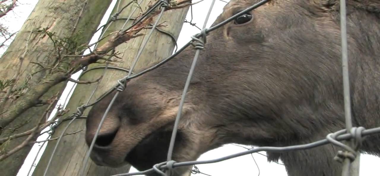 the Canadian Moose - Michael Fromberg - YouTube
