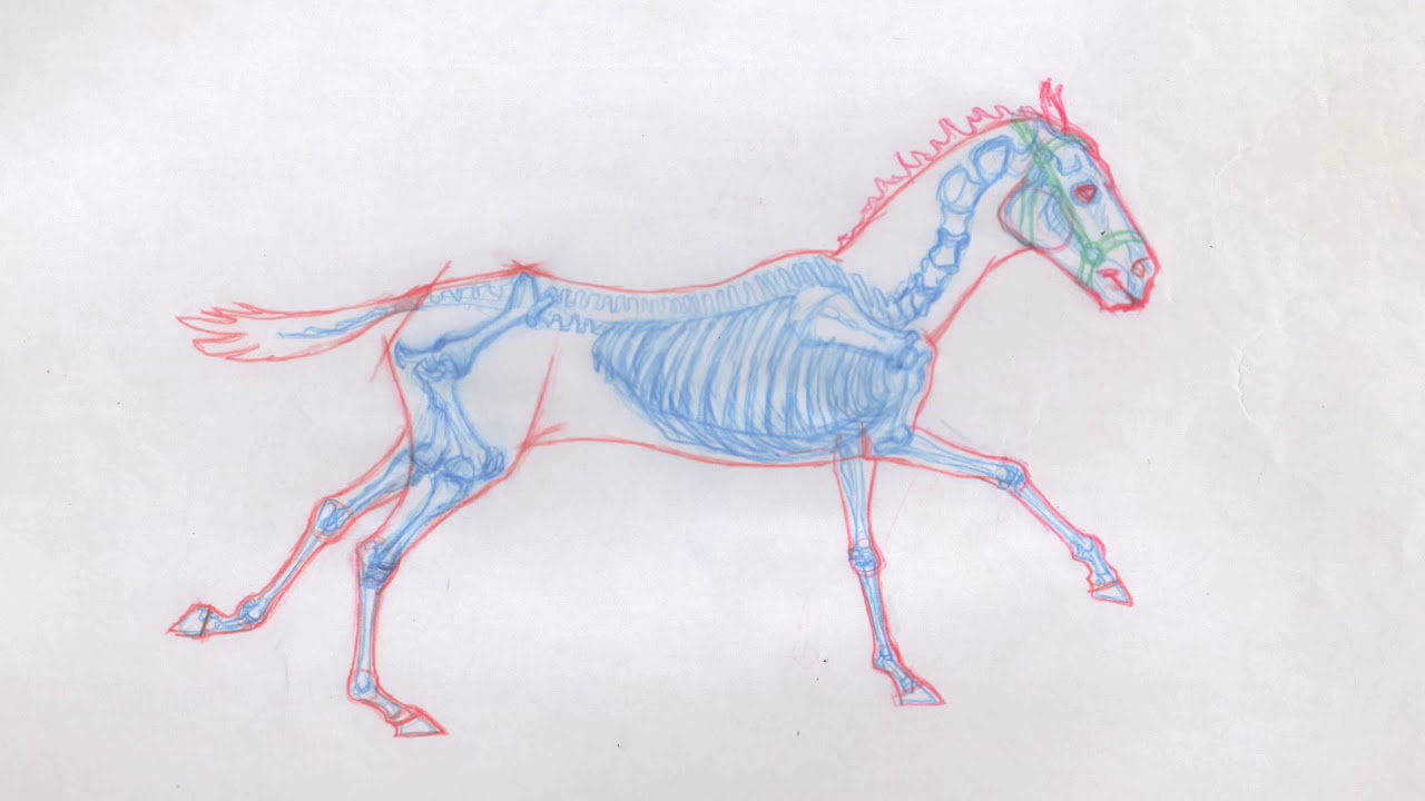 Skeleton horse gallop cycle - YouTube