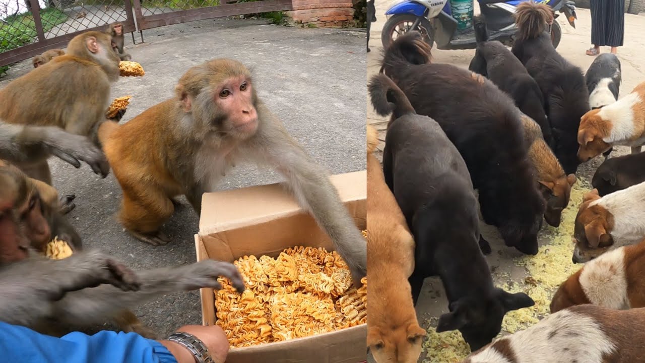 monkey love raw noodles || feeding a group of stray dog and wild monkey ...