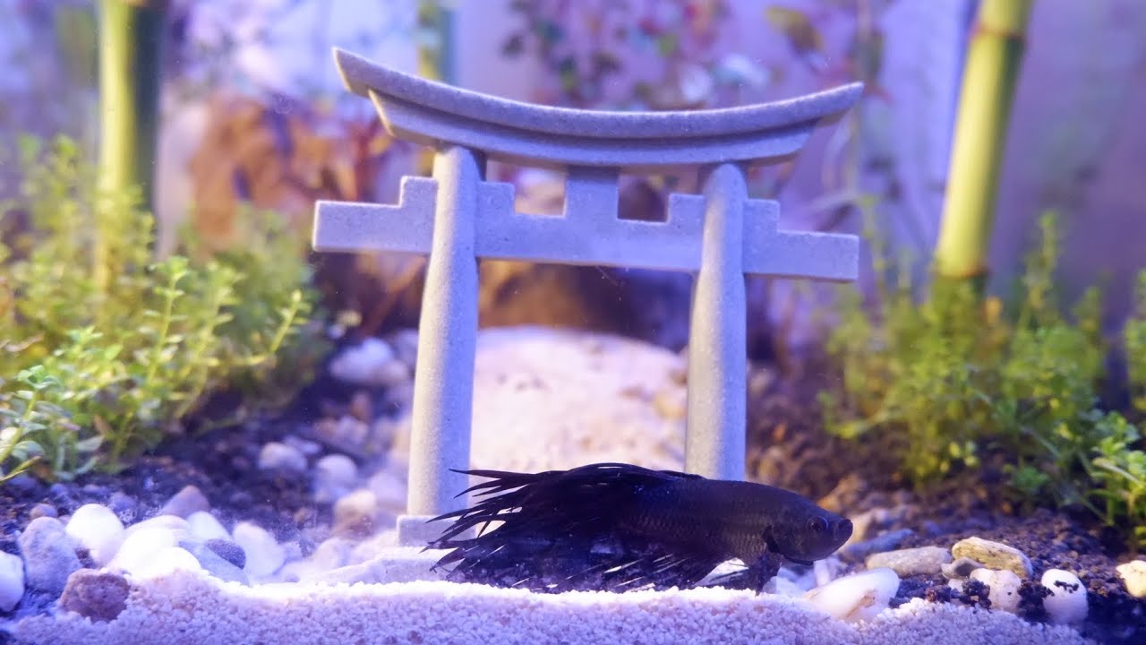 Betta Bamboo Shrine Tank Build - YouTube