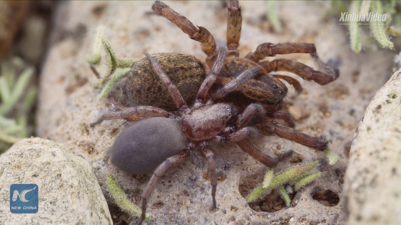 Spider boxing matches! Watch how ground-spiders take on larger prey ...