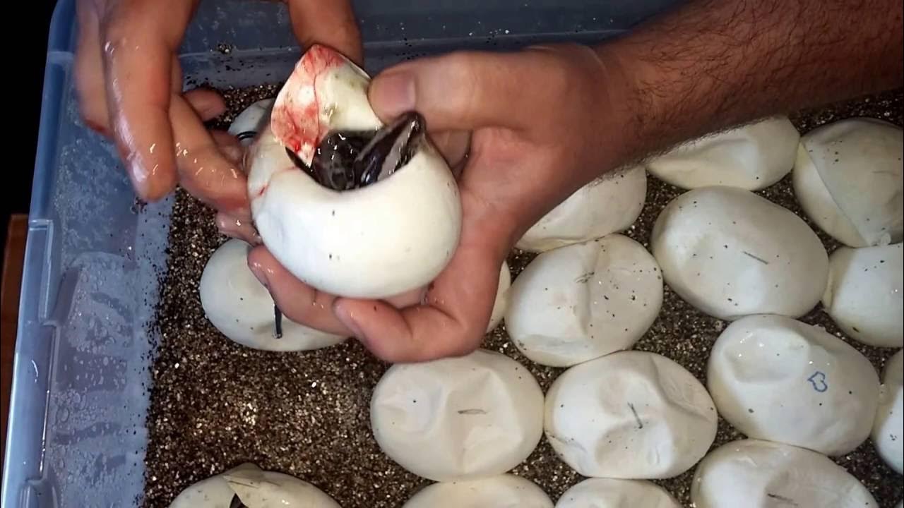 Burmese python egg cutting pt 1 - YouTube