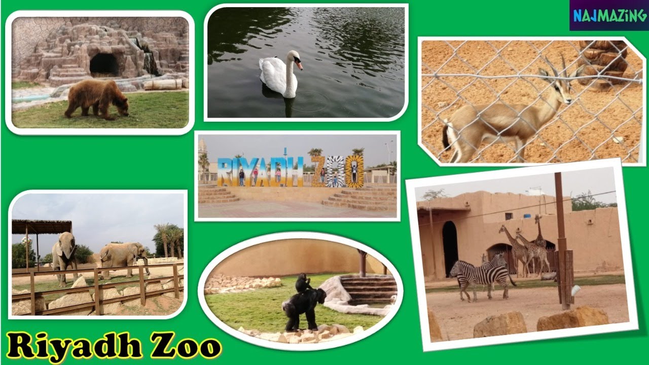 Enjoy Riyadh Zoo | Wild & Beautiful World | Zoo in Saudi Arabia - YouTube