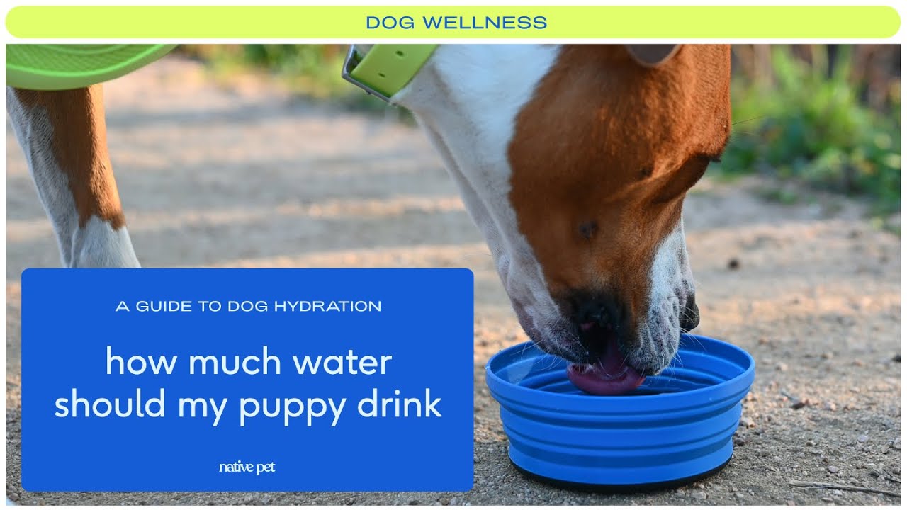 Does My Puppy Drink Too Much Water