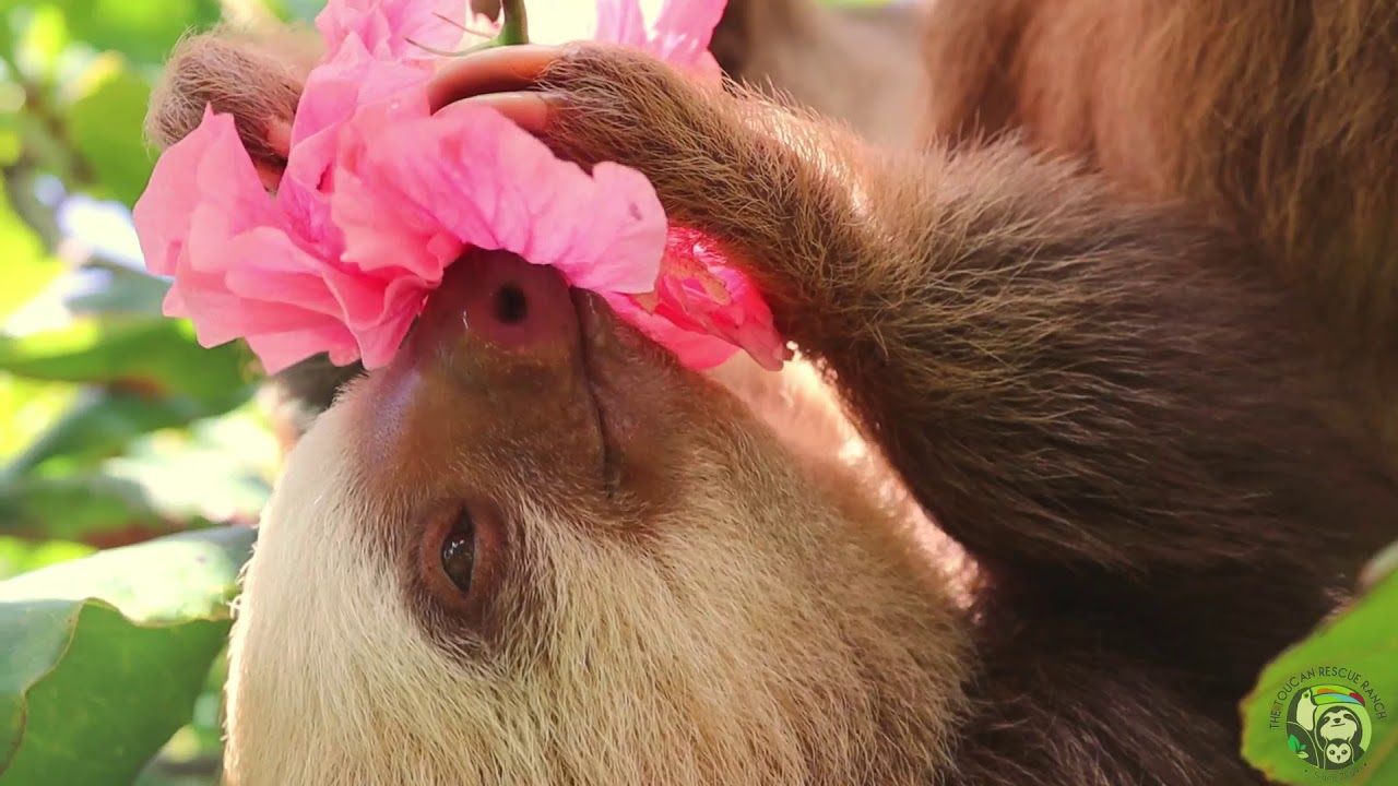 SLOTH HIGH SCHOOL: Orphaned Baby Sloths Journey Back to the Wild - YouTube