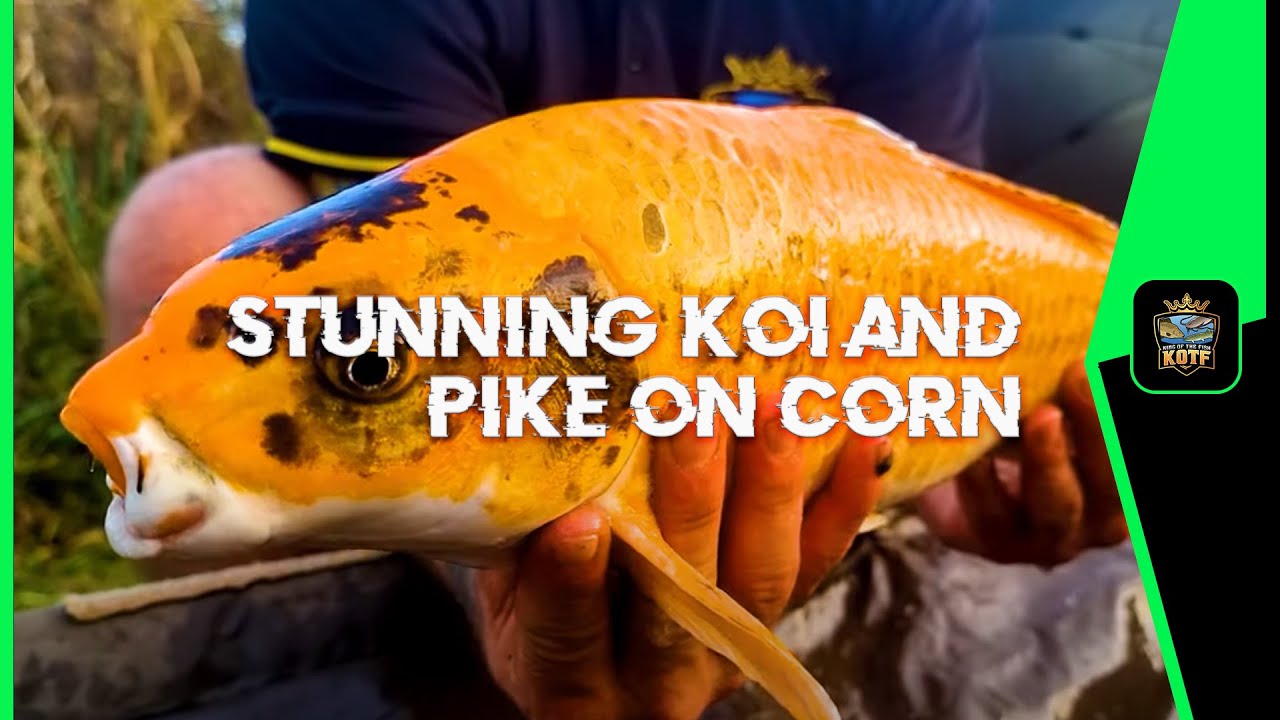 STUNNING KOI AND PIKE ON CORN || MONK LAKES, KENT - YouTube