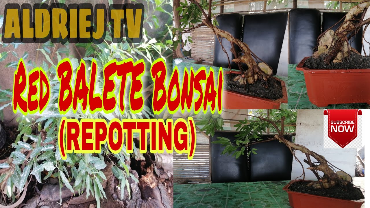 Balete Bonsai